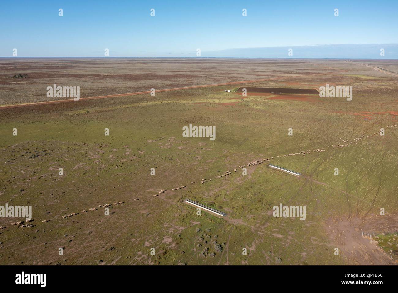 sheep herd on the Hay plains of New South Wales, Australia Stock Photo ...