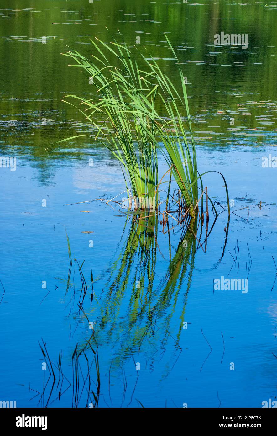 Tuft of green reeds on a lake. Leaf blades reflected on the water ...