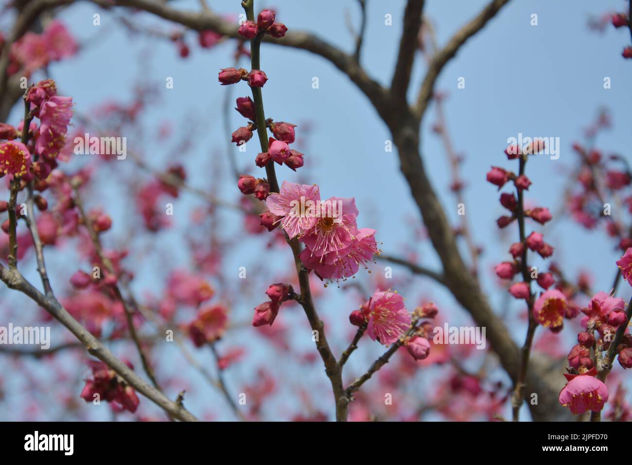Deep plum background hi-res stock photography and images - Alamy