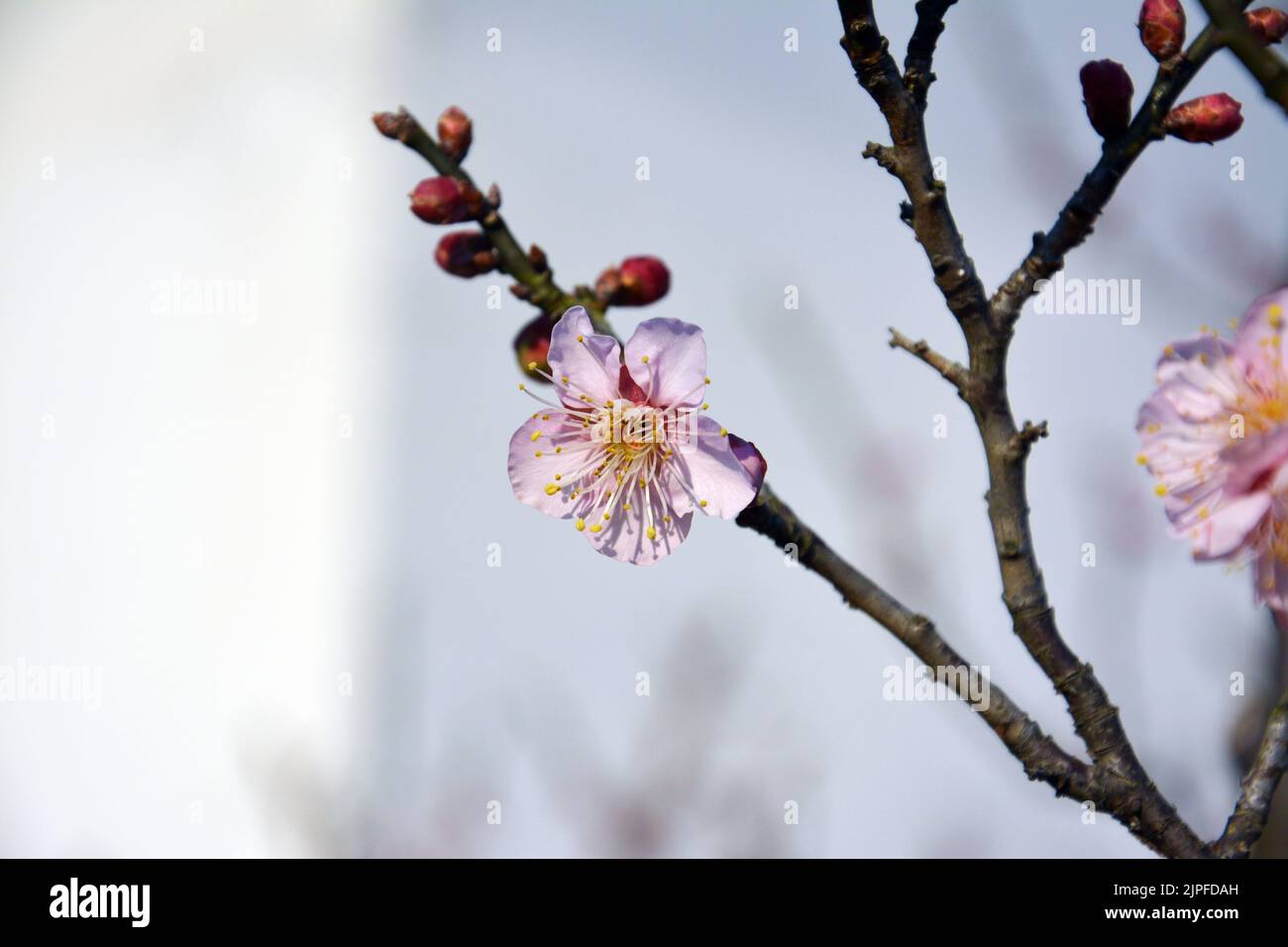 Pink plum blossom on branch hi-res stock photography and images - Alamy
