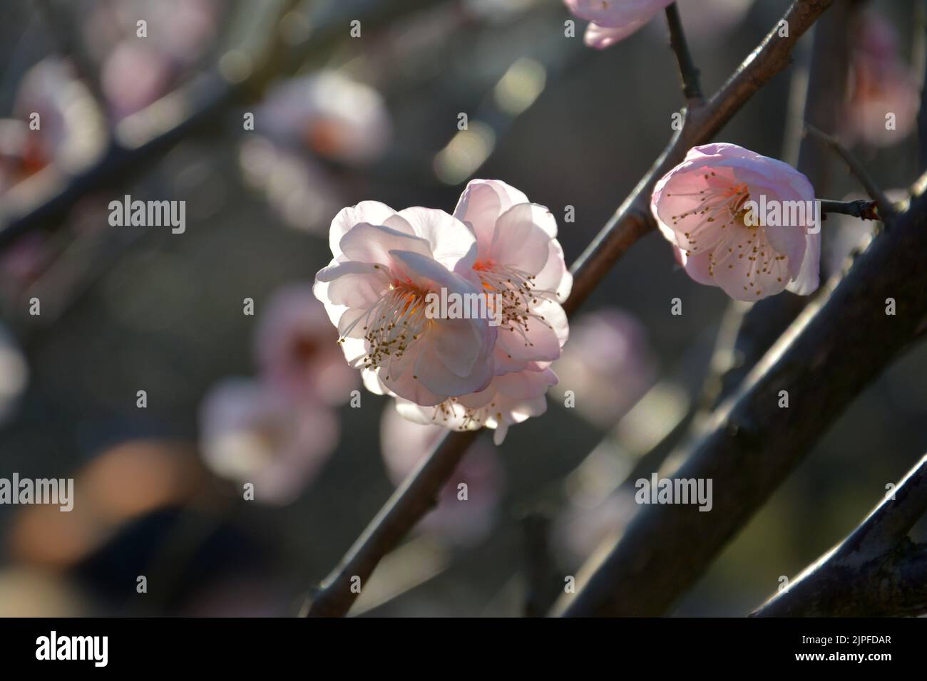 light pink plum blossoms on buds of a tree in the afternoon Stock Photo ...