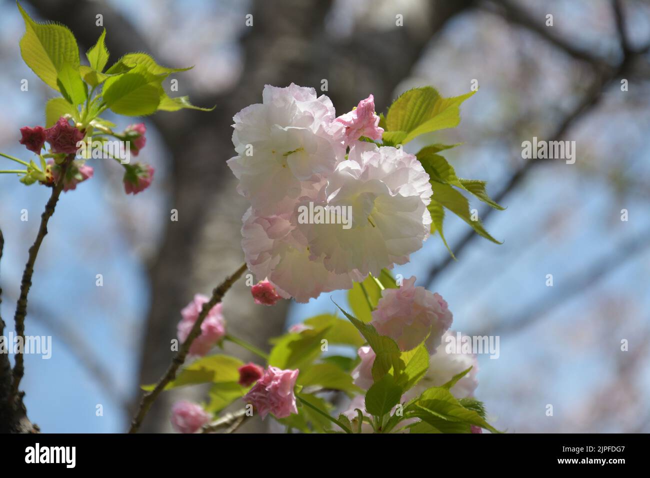 a cluster of white pink sakura blossoms in sunny spring day Stock Photo ...