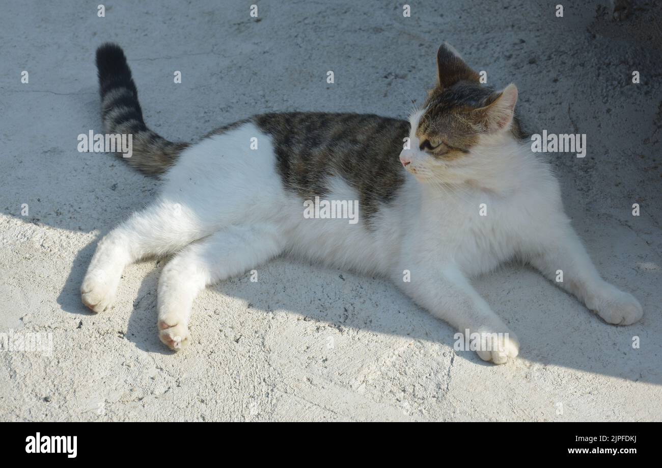a white and black cat lying in the shadow for rest in sunny day Stock ...
