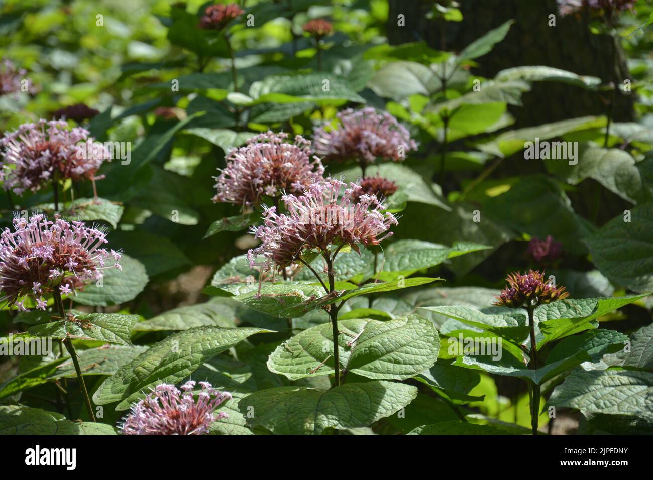 groups of Clerodendrum bunge sterd blossoms in the middle of green bush ...