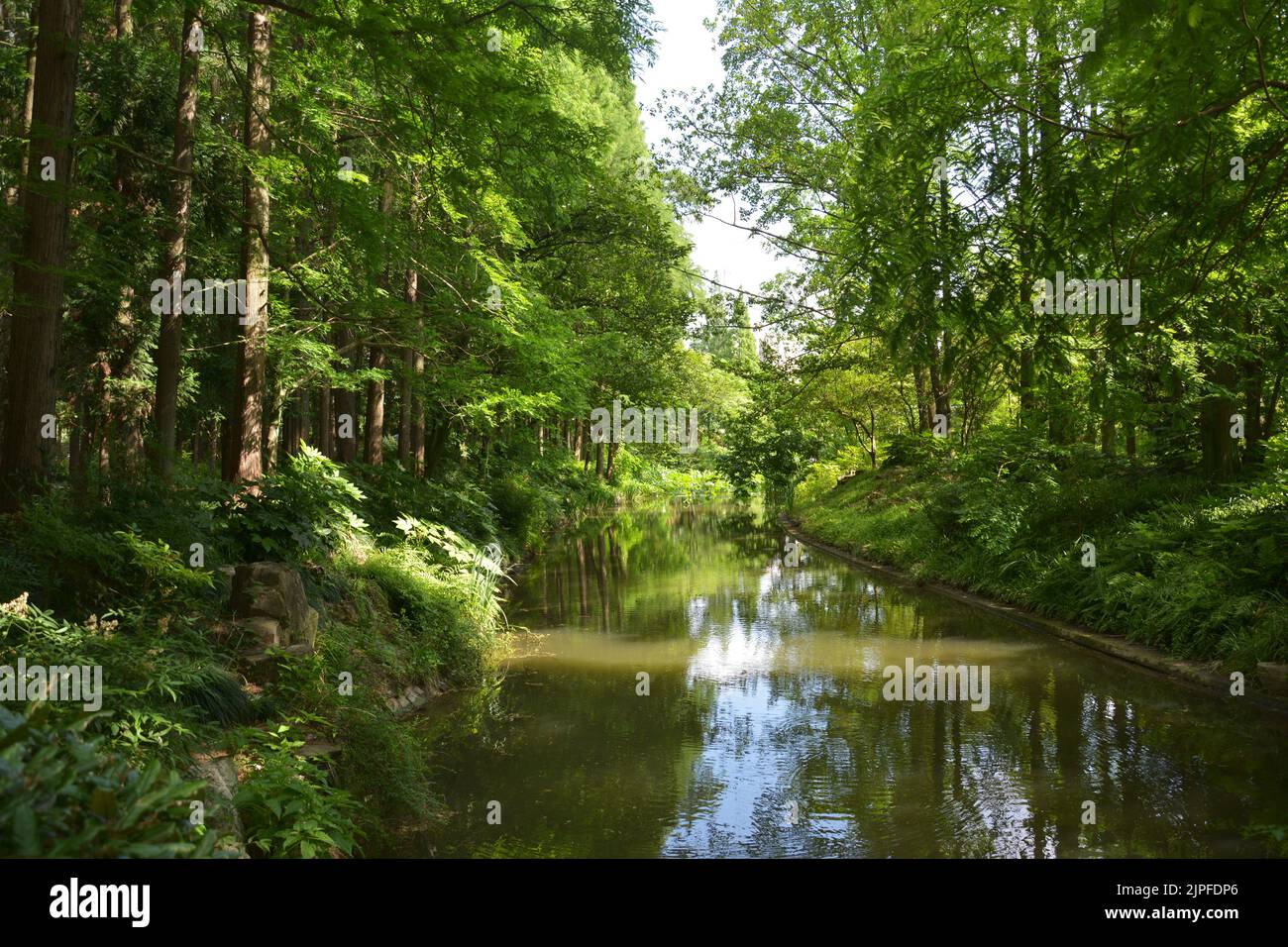 Forest with sunlight hi-res stock photography and images - Alamy