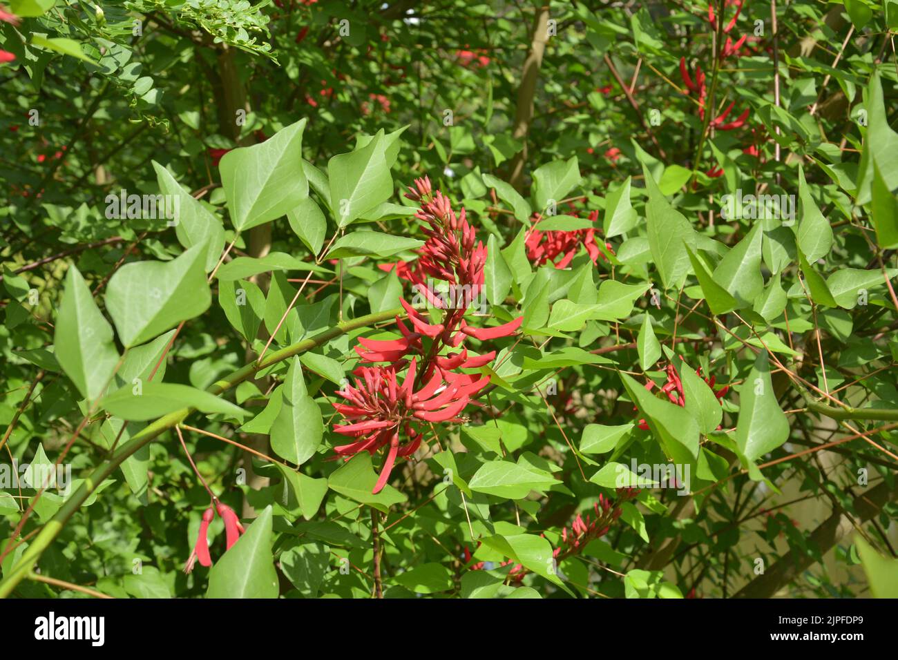 cluster of red Erythrina crista-galli in the middle of green bush in ...