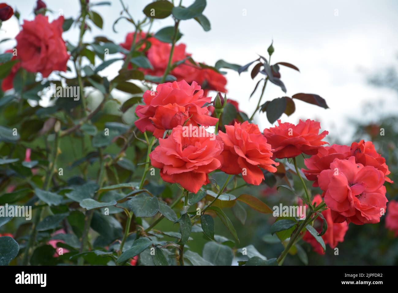 groups of red rose flowers blossom in the garden in sunny day Stock ...