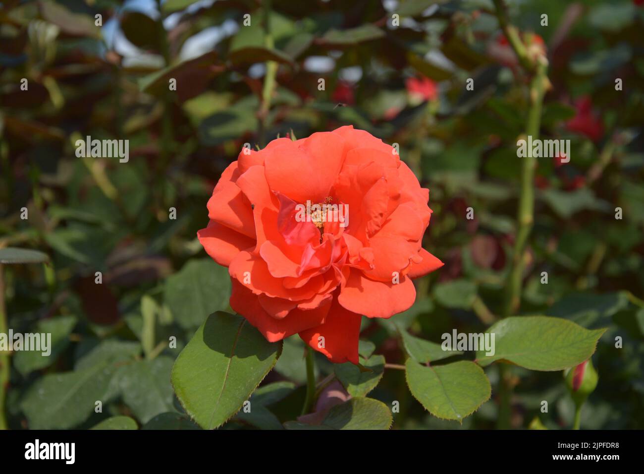 Sunny fantasy flower hi-res stock photography and images - Alamy