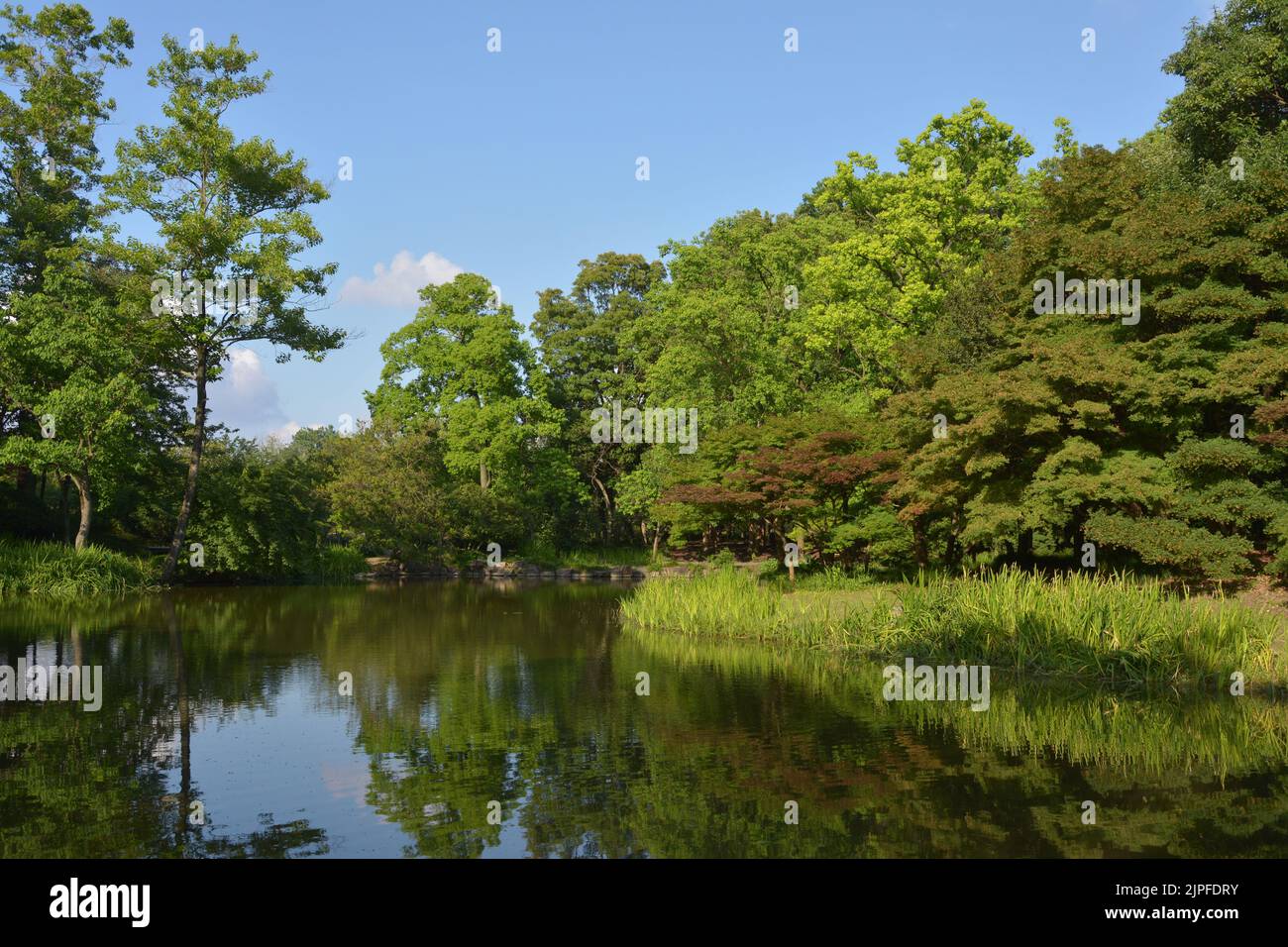 peaceful pool with trees in the park in sunny afternoon Stock Photo - Alamy