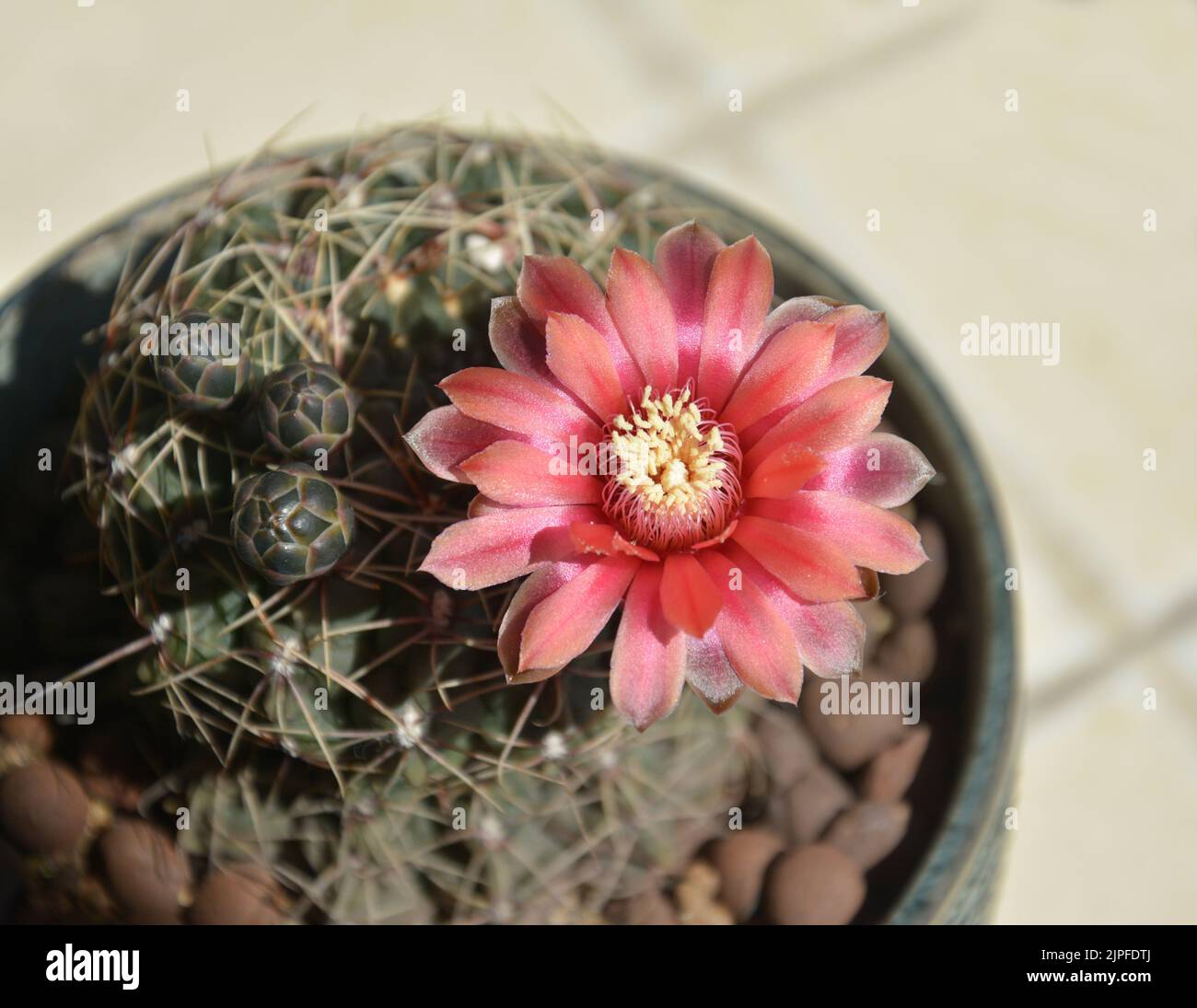 Pink cactus flowers and buds hi-res stock photography and images - Alamy