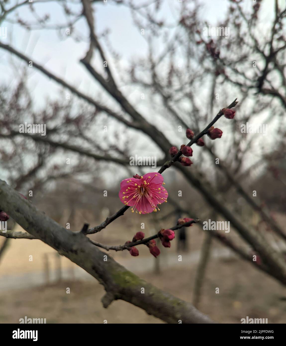 Plum flower in sunlight on hi-res stock photography and images - Alamy