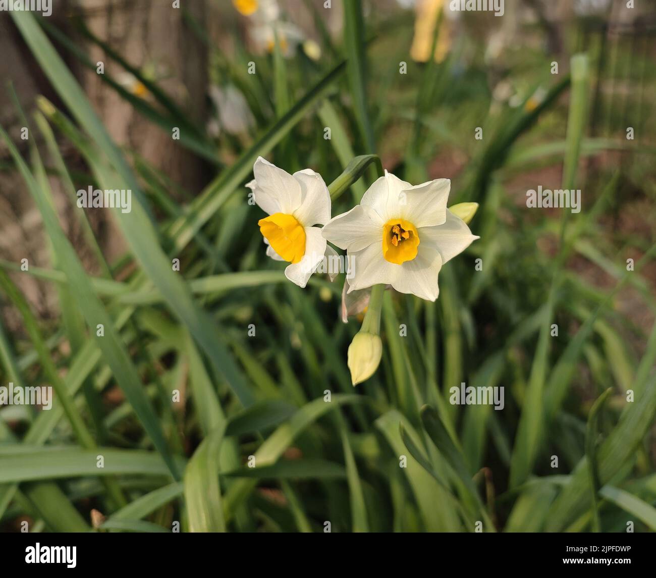 small white daffodil flower with yellow stamens blossom in the field ...