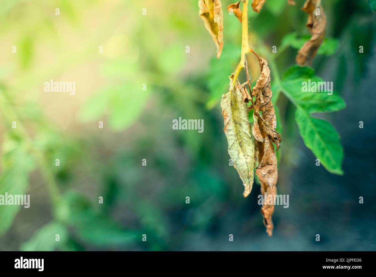 The leaves of a growing tomato are infected with phytophthora close-up ...