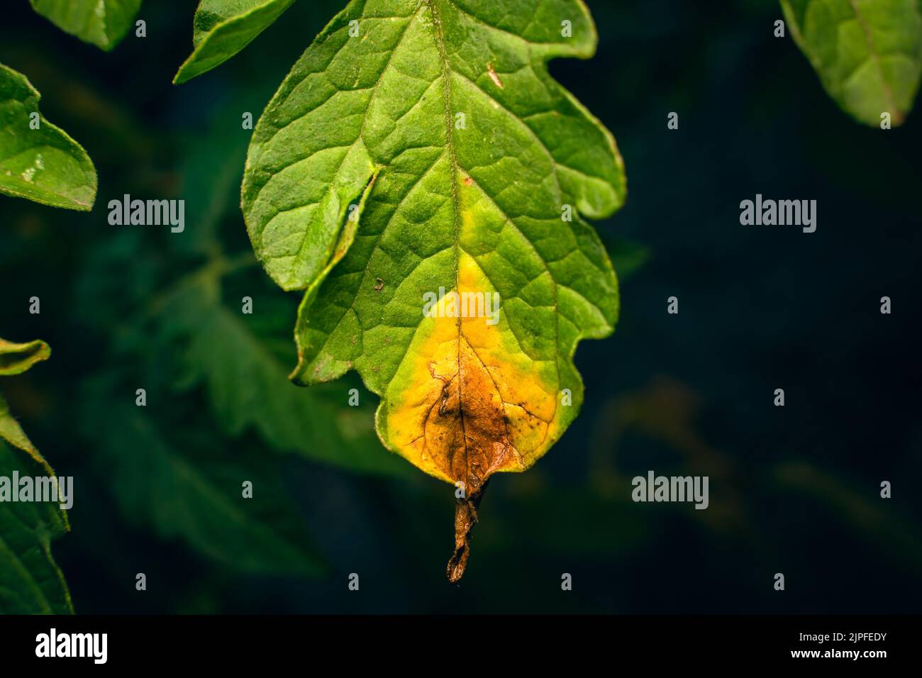 The leaves of a growing tomato are infected with phytophthora close-up ...