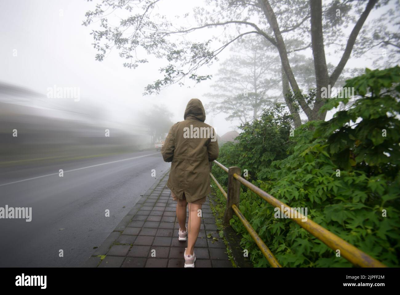 Person walking alone on a path surrounded by woods on a misty morning ...