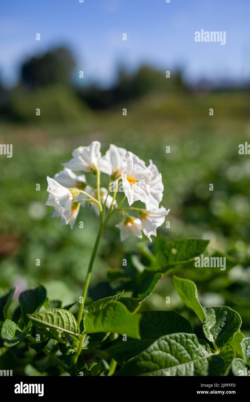 Flowering potato. Potato flowers blossom in sunlight grow in plant ...