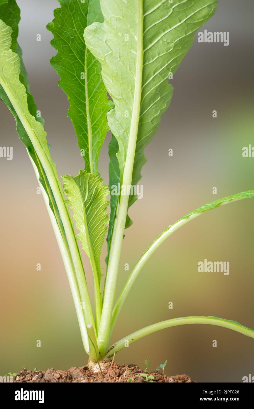 close-up view of radish plant in the garden, growing vegetables, taken ...