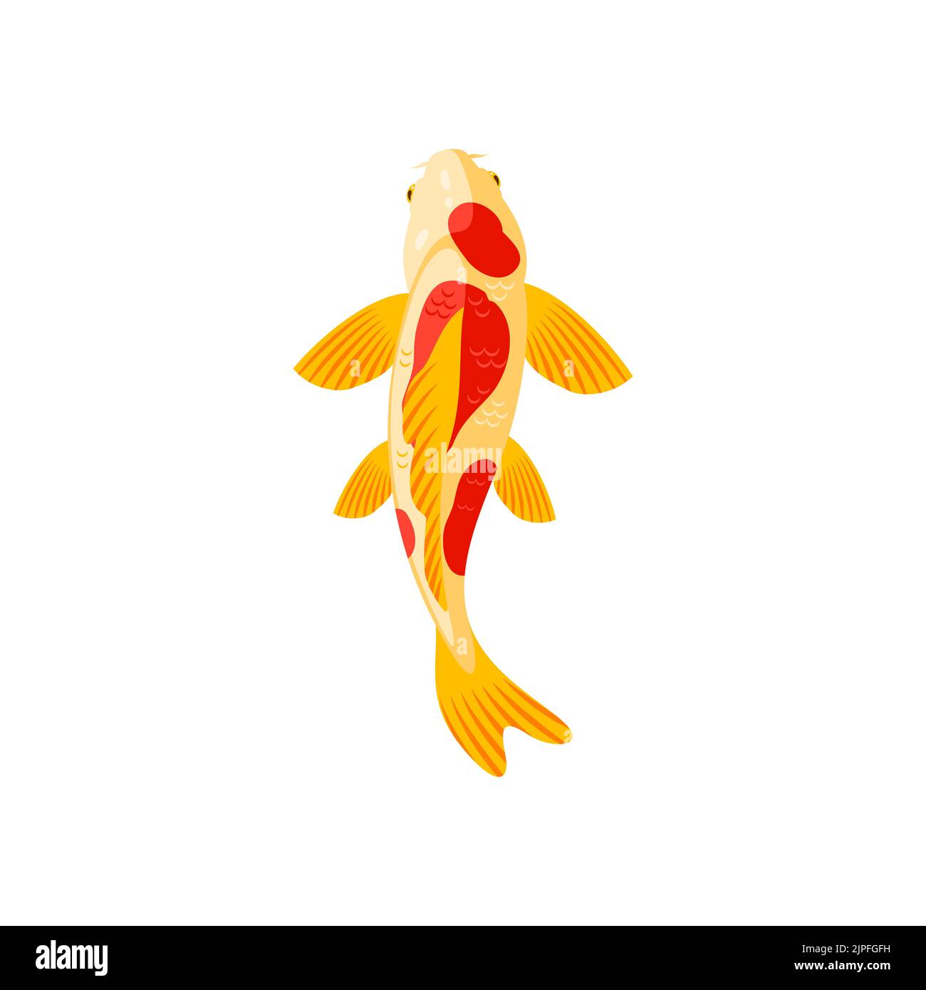 Koi carp japanese or chinese gold fish, vector golden and red colored ...
