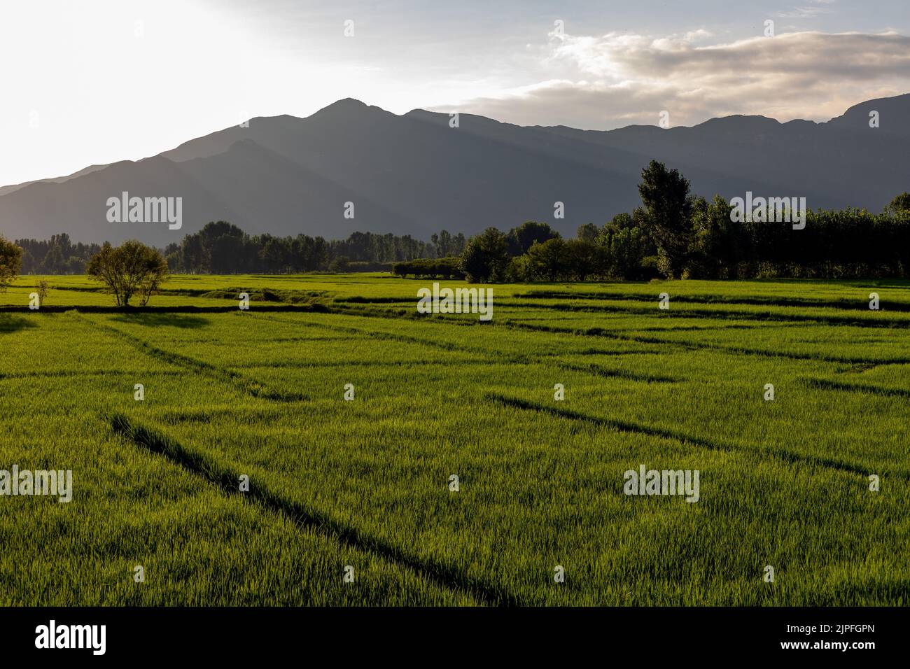 Beautiful view of rice fields in the swat valley before sunset Stock ...