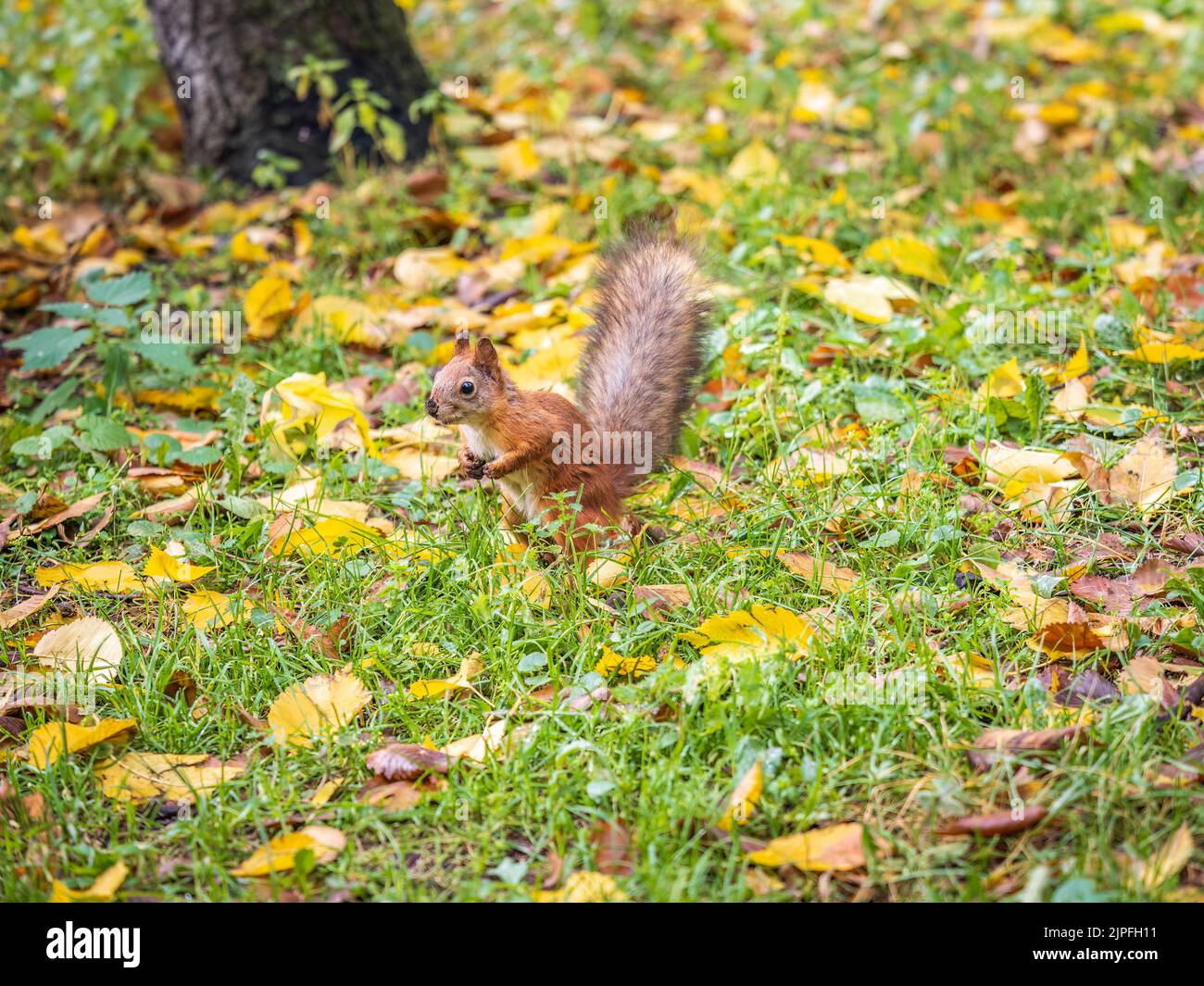 Autumn Squirrel standing on its hind legs on on green grass with fallen ...