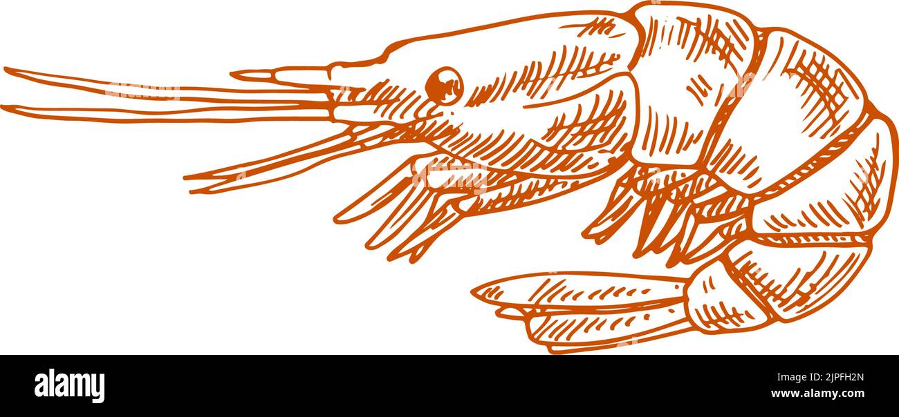Prawn or shrimp isolated vector marine animal sketch. Vector seafood ...
