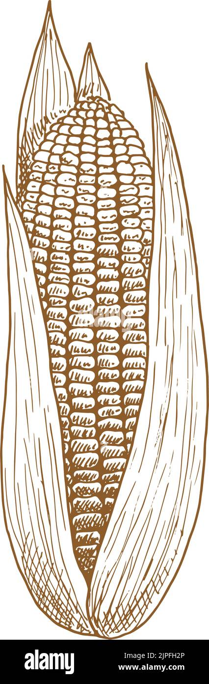 Maize corn cob with leaves isolated vector sketch. Vector sweetcorn ...