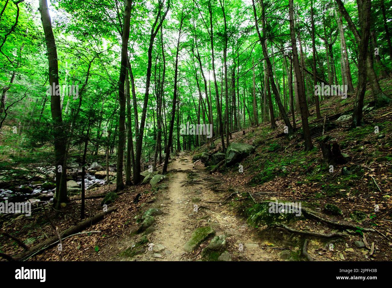 A hiking trail cutting through a sloping forest Stock Photo - Alamy