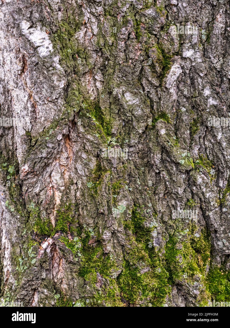 Birch bark texture. The texture of the birch bark. Birch bark ...