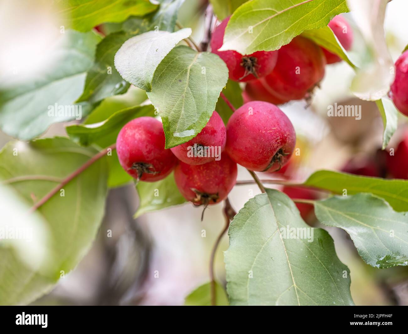 Apple tree branches with red apples and yellow leaves in autumn. Bright ...