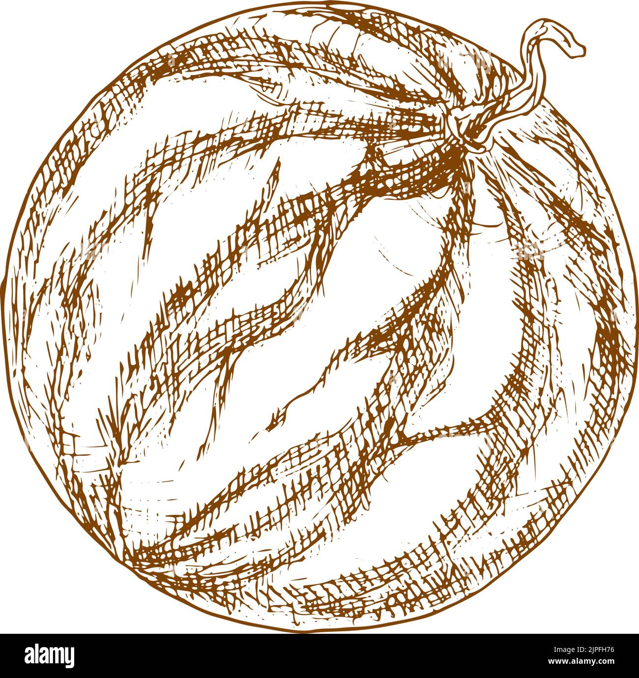 Ripe striped watermelon, raw isolated fruit sketch Stock Vector Image ...