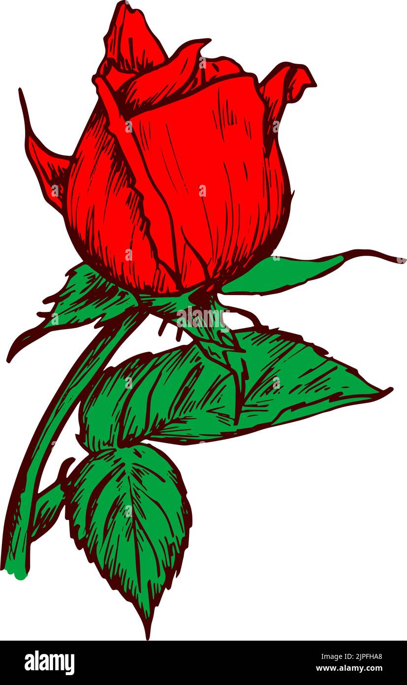Blooming bud of rose flower isolated sketch. Vector blooming bud ...