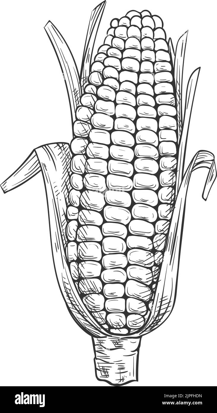 Maize corn cob with leaves isolated vector sketch. Vector sweetcorn ...
