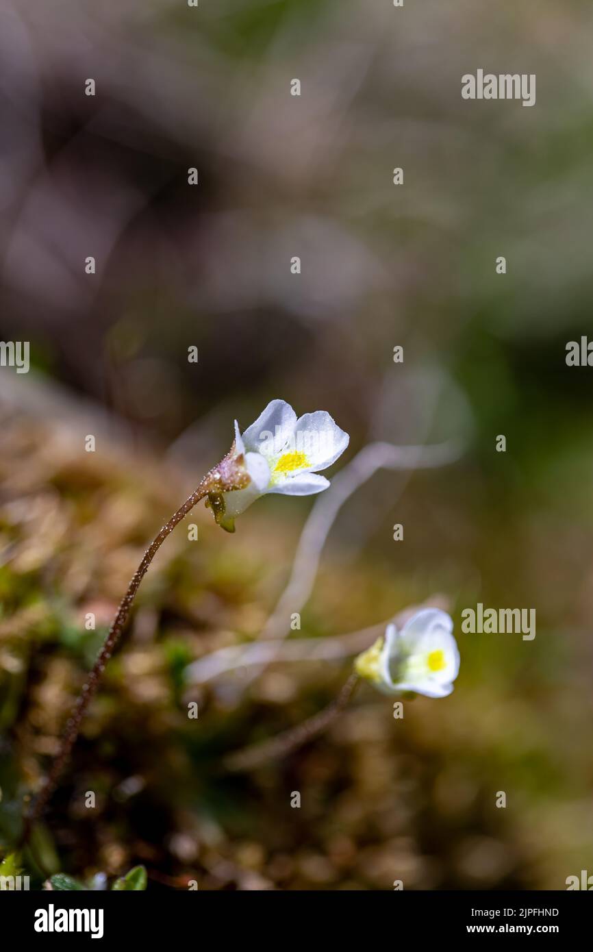 Pinguicula alpina flowers hi-res stock photography and images - Alamy