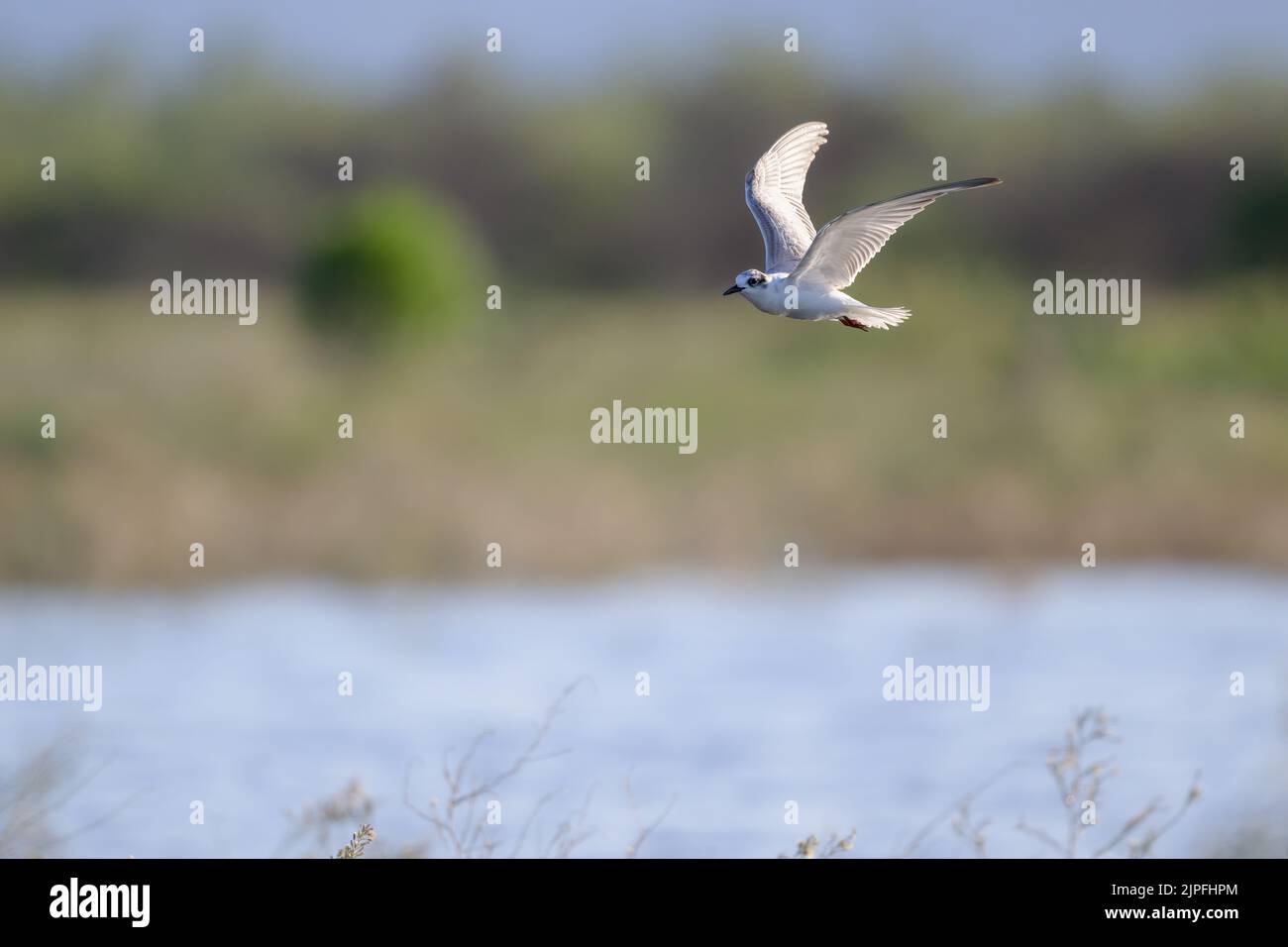 Salt marsh aerial animal hi-res stock photography and images - Alamy