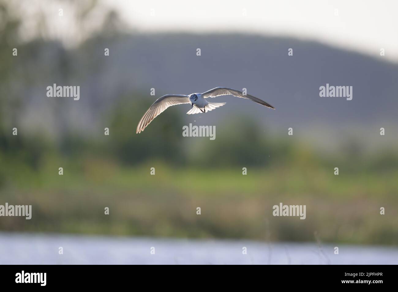 Salt marsh wetland wetlands hi-res stock photography and images - Alamy