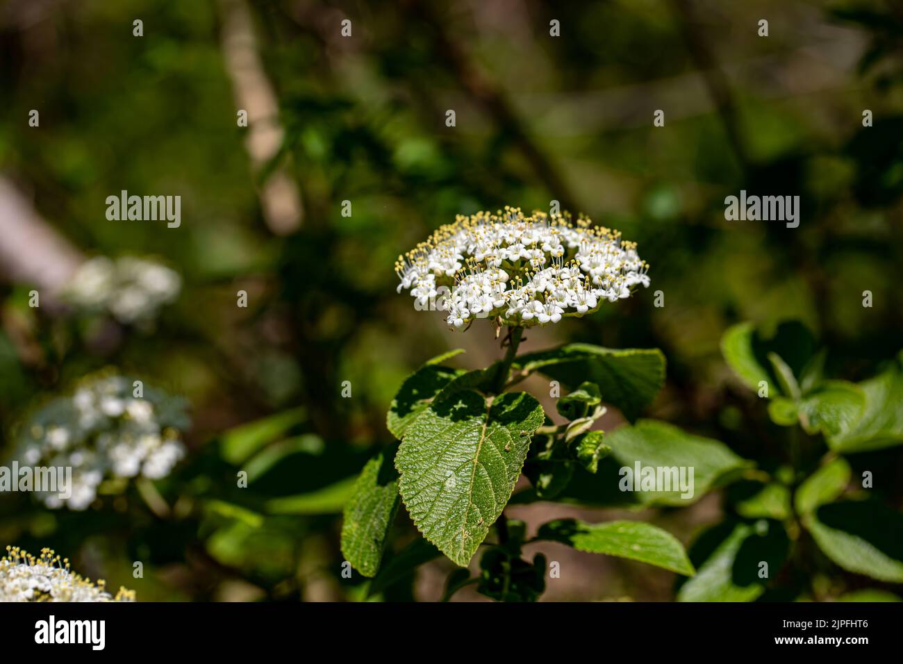 Viburnum lantana flower in meadow Stock Photo - Alamy
