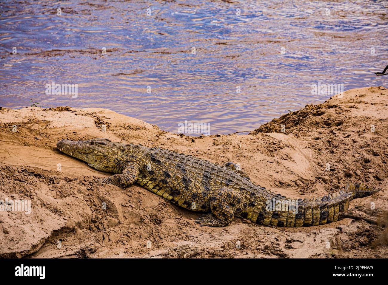 Crocodiles Reptiles Mara River Maasai Mara National Game Reserve Park ...