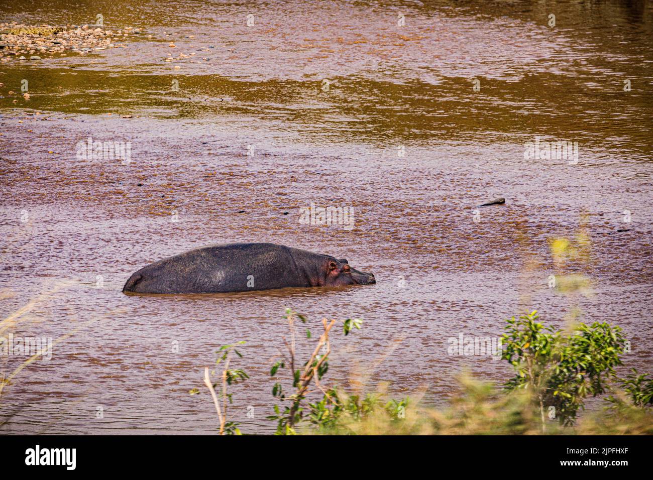 The hippopotamus, further qualified as the common hippopotamus, Nile ...