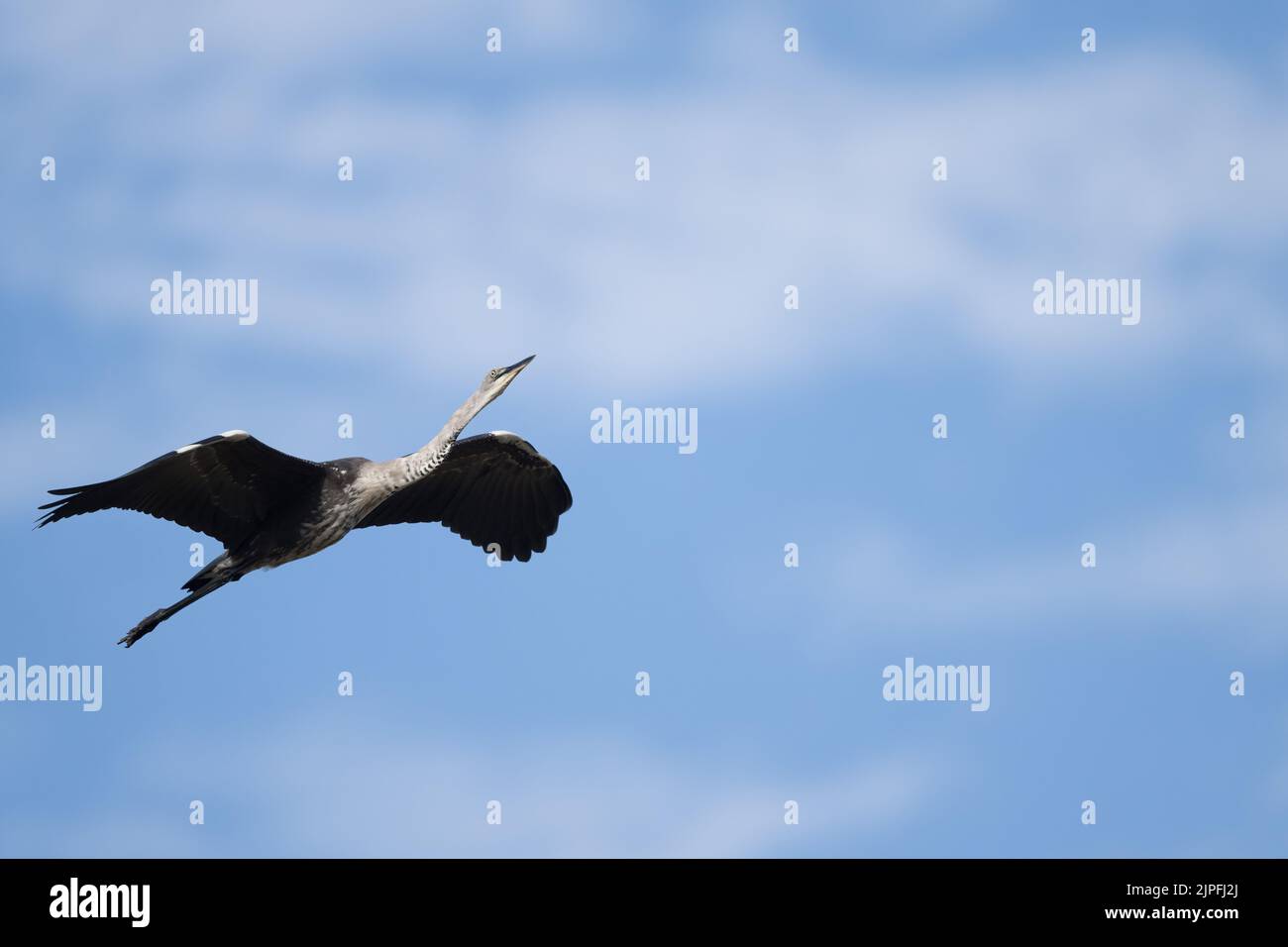 Australian long necked bird hi-res stock photography and images - Alamy
