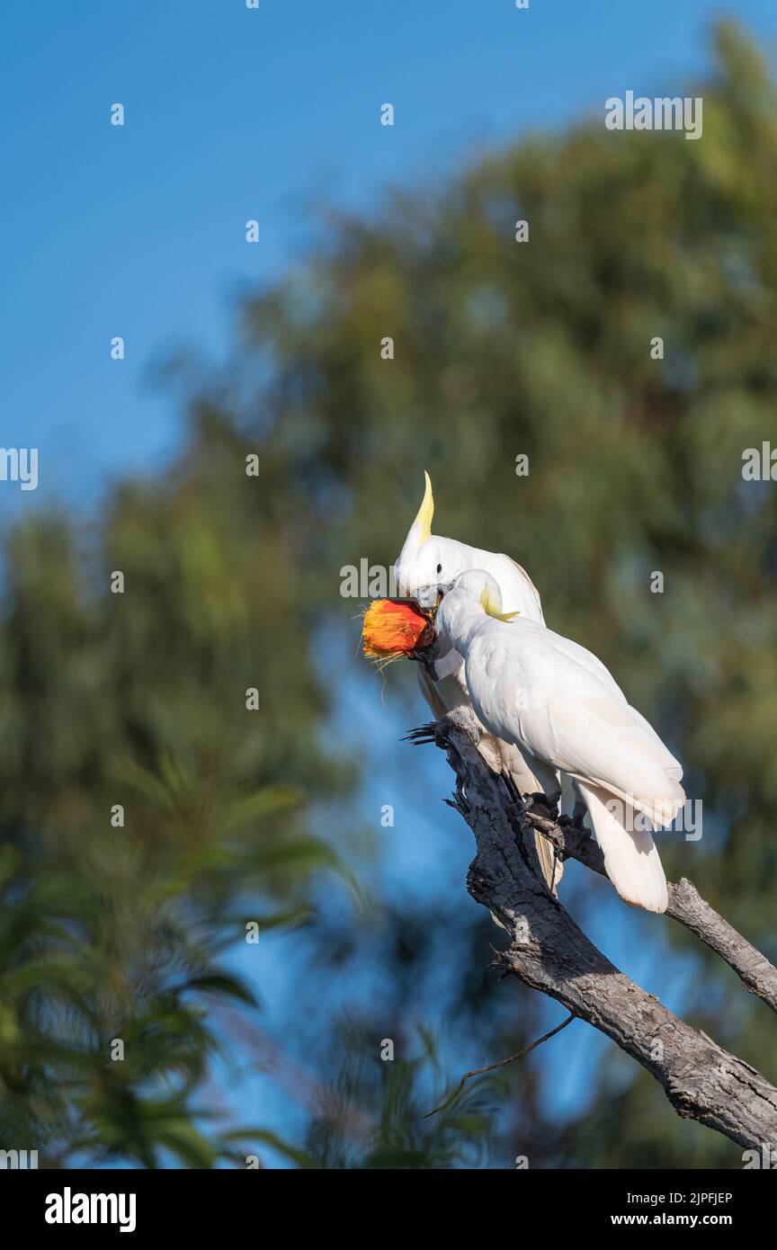 Two Sulphur-crested cockatoo perched on a dead tree sharing a pandanus ...