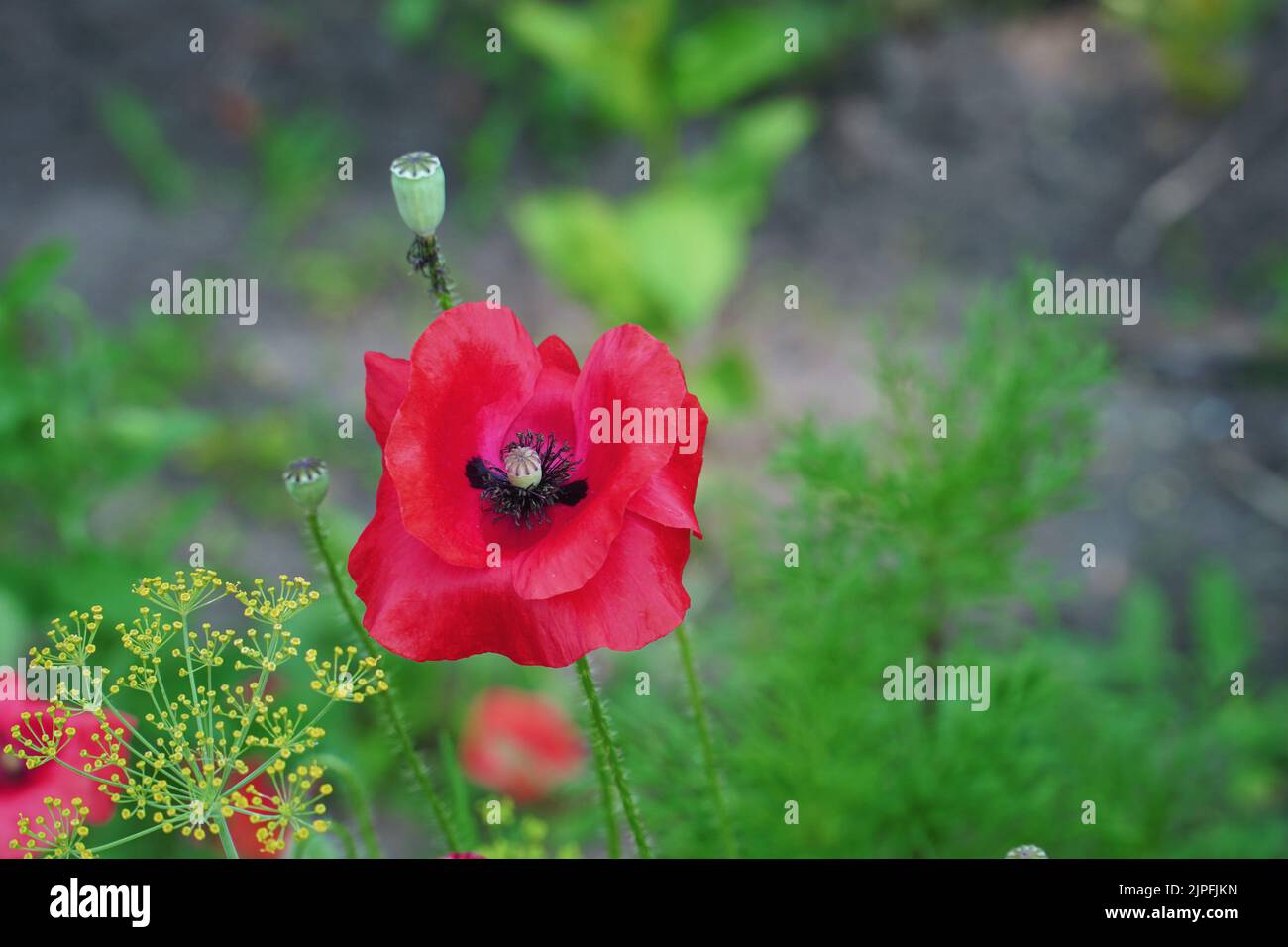 Red poppy flower on the garden bed. Top view Stock Photo - Alamy