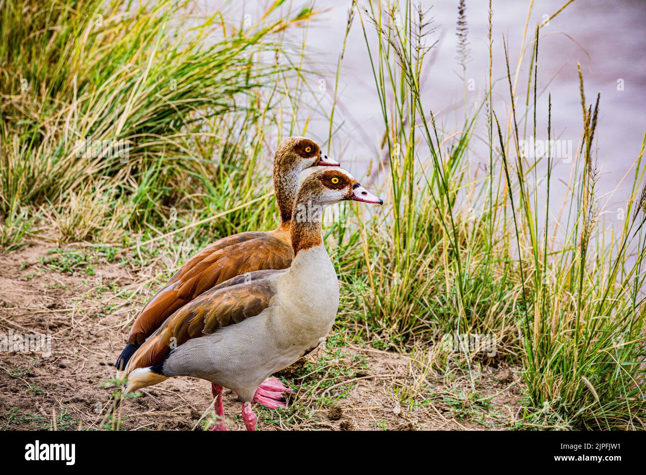 The Egyptian goose is an African member of the Anatidae family ...
