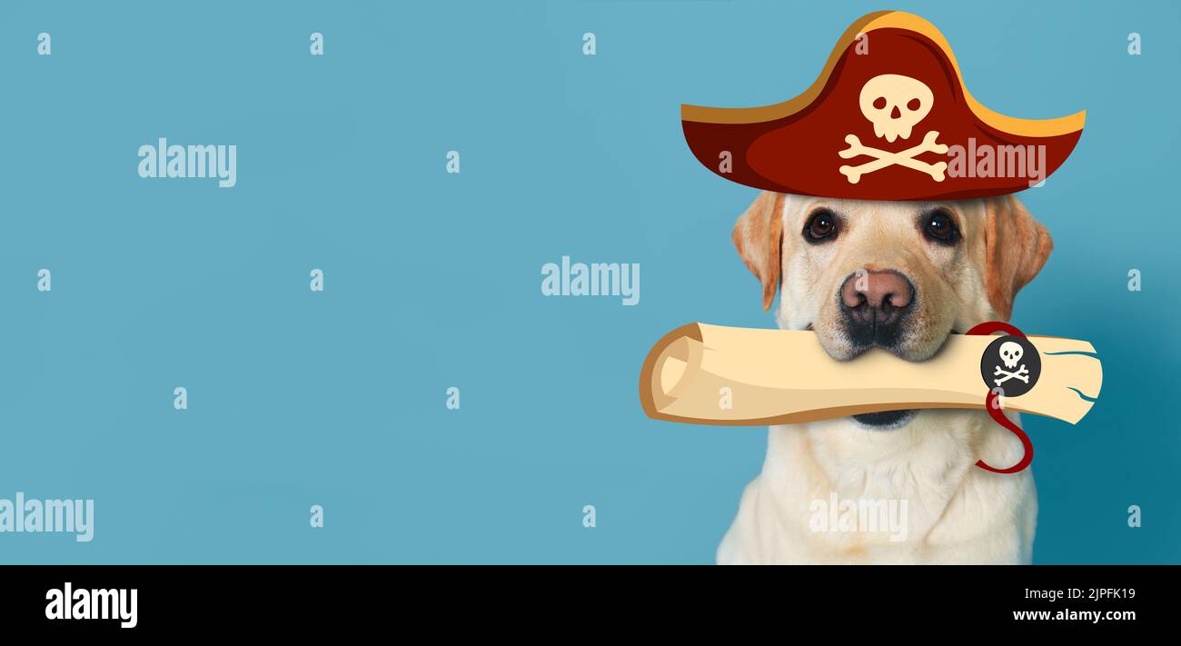 Cute dog in pirate hat and with treasure map on blue background with ...