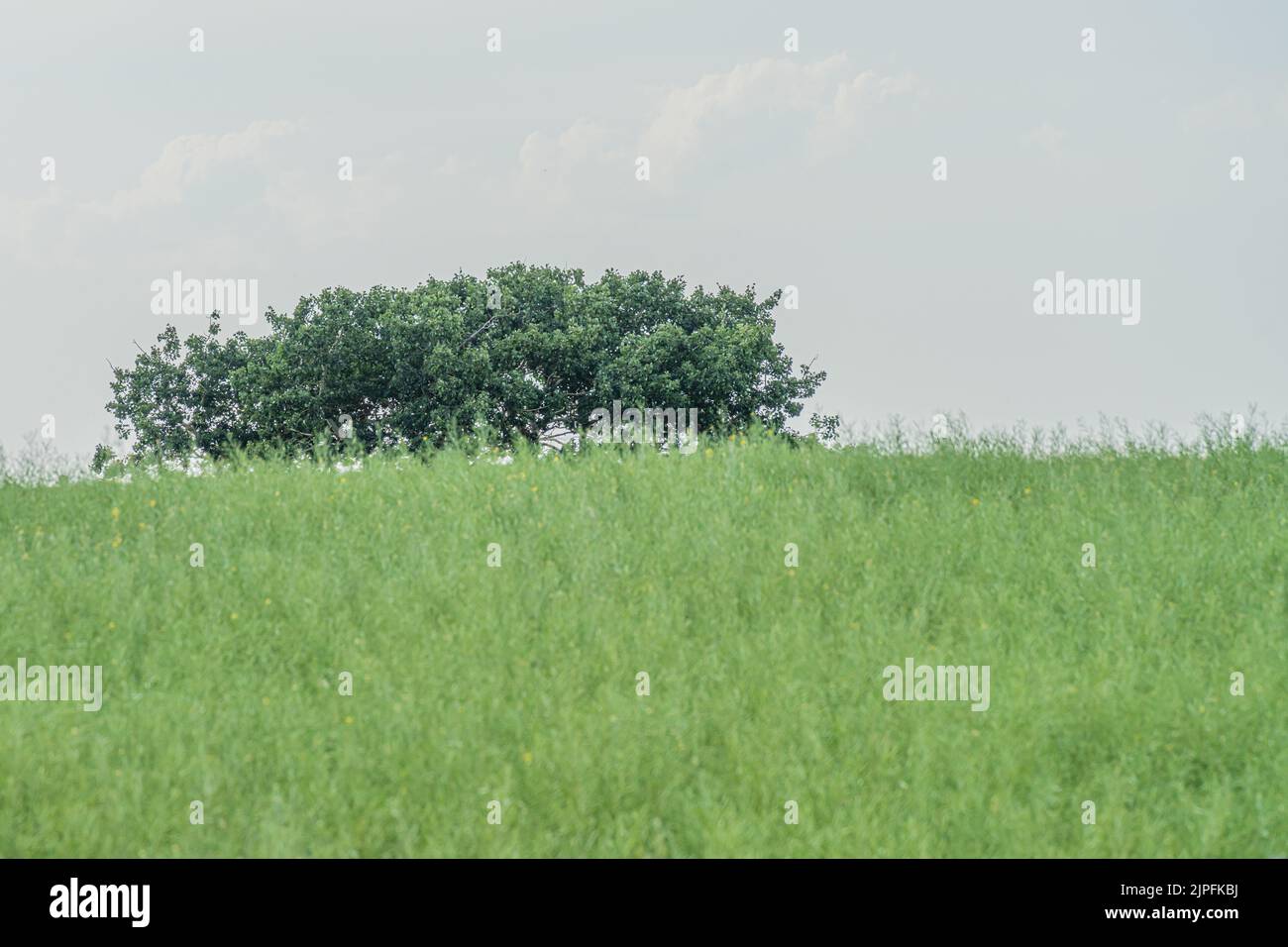 Farm leaves shade hi-res stock photography and images - Alamy
