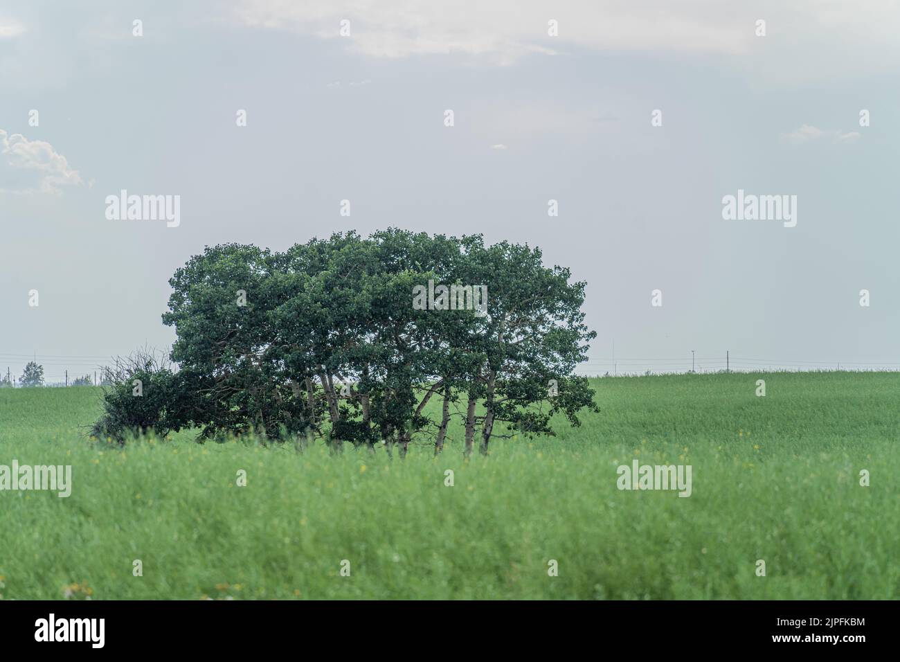 Farm leaves shade hi-res stock photography and images - Alamy