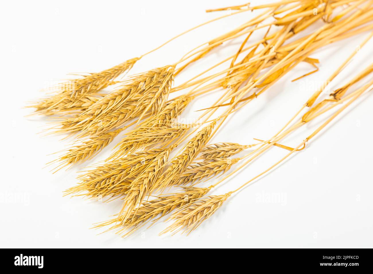 Seeds of ripe wheat on a white background. A whole crop of wheat germ ...