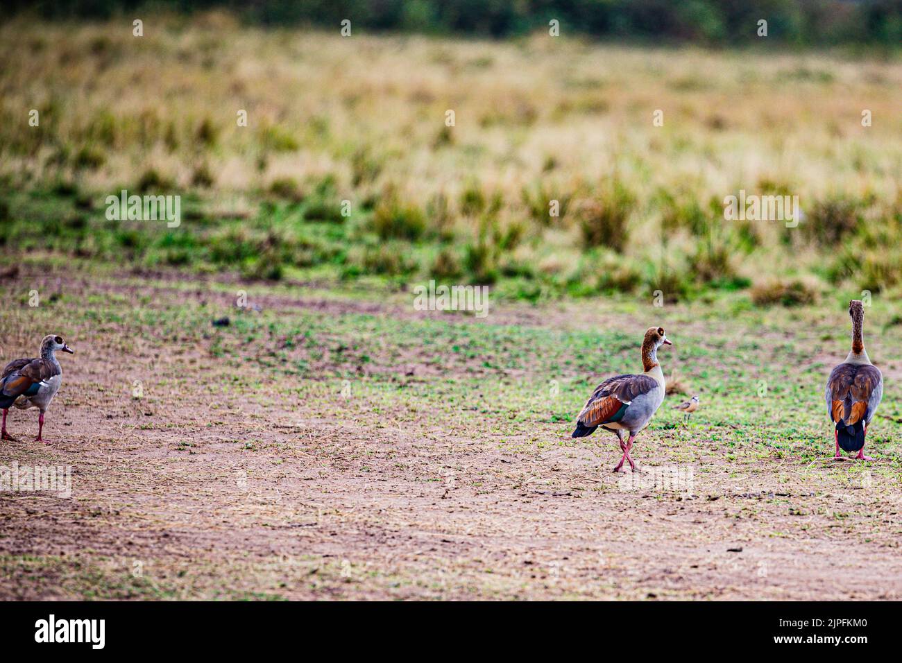 African member of the anatidae family hi-res stock photography and ...