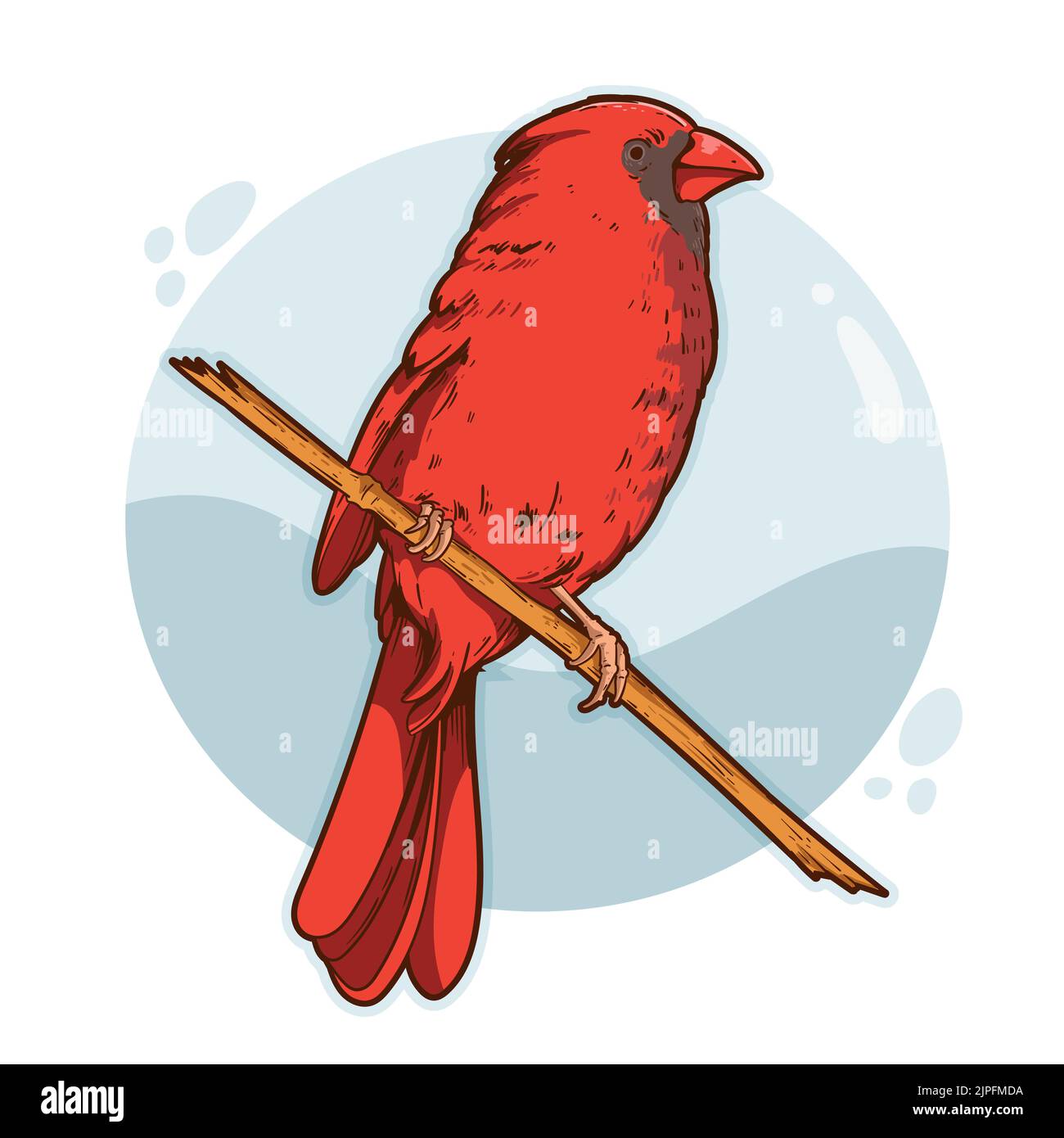 Hand drawn cardinal bird Vector illustration Stock Vector Image & Art ...