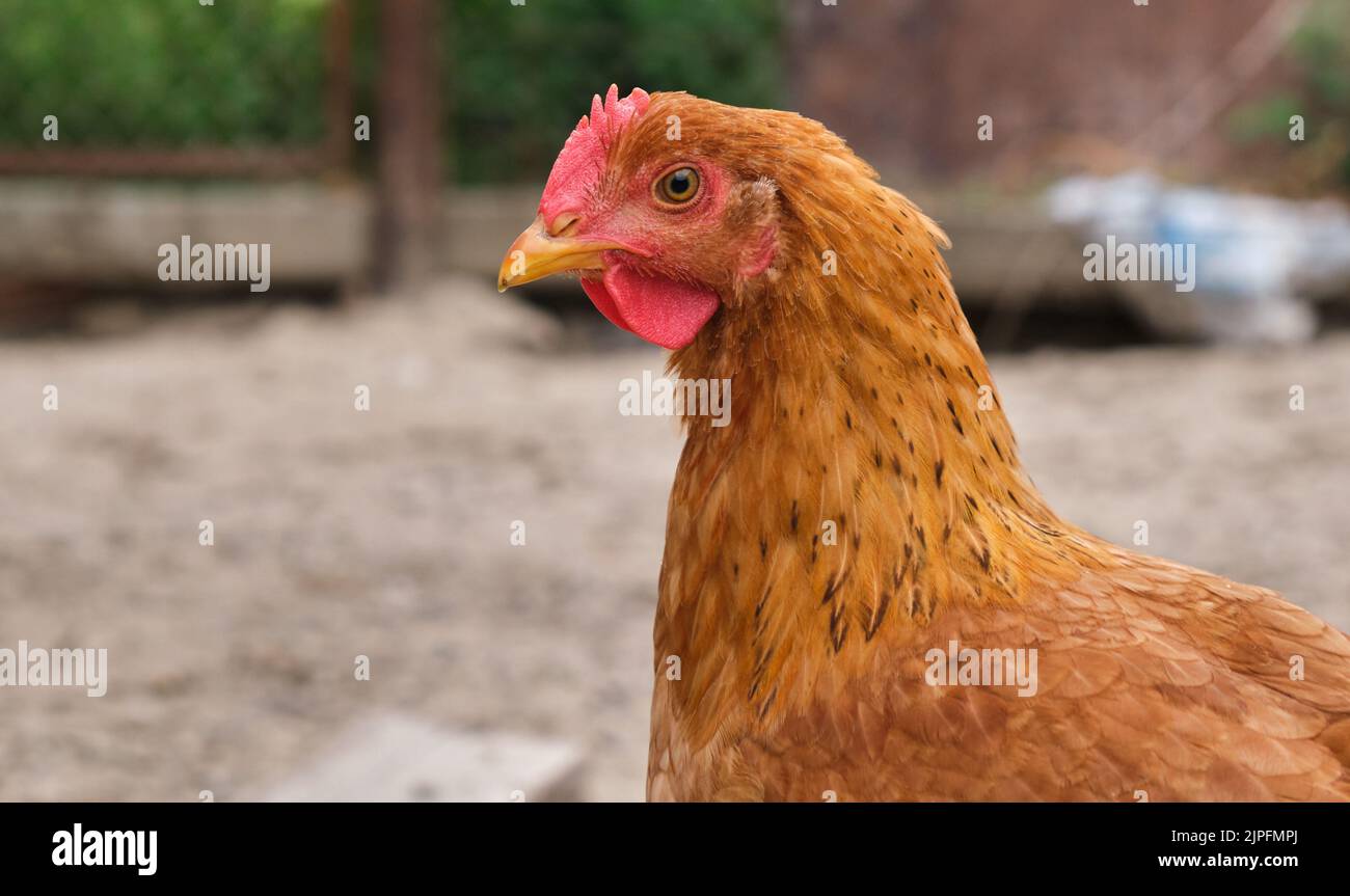 close single free range organic eco courtyard village rural chicken ...