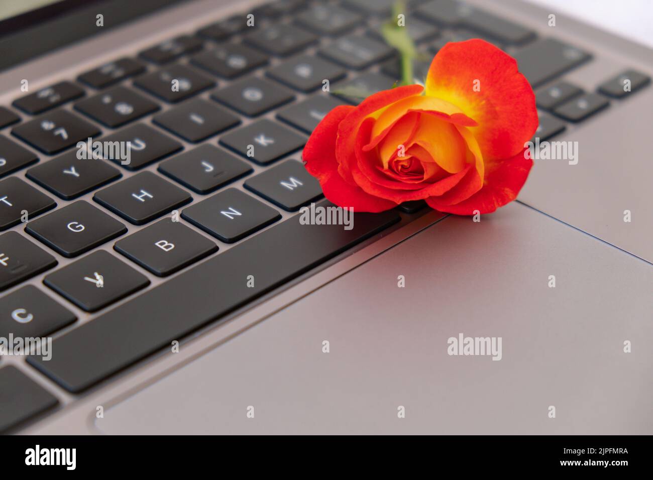 Home office workspace modern keyboard and red rose flower. Feminine ...